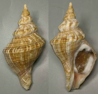 shellauction.net :: Neptunea subdilatata - 3457022