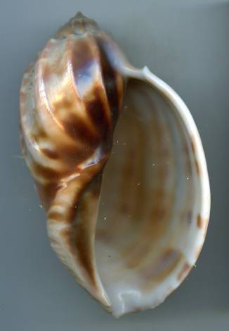 shellauction.net :: Harpa major albida - 3457114