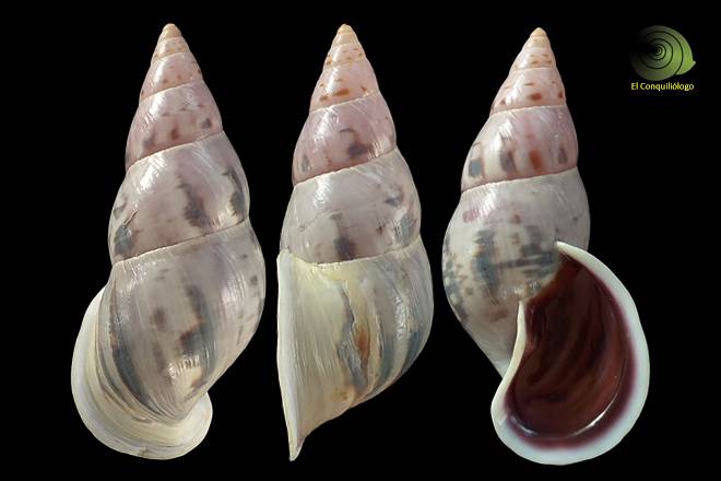 shellauction.net :: Drymaeus auris - 3457380