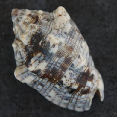 shellauction.net :: Voluta musica - 3458215