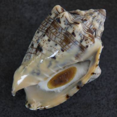 shellauction.net :: Voluta musica - 3458215