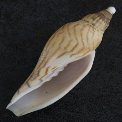 shellauction.net :: Fulgoraria rupestris politohumerosa - 3458505