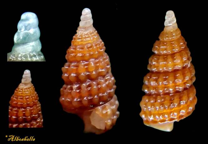 shellauction.net :: Cerithiopsis jeffreysii - 3458638