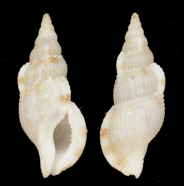 shellauction.net :: Cumia reticulata - 3458863