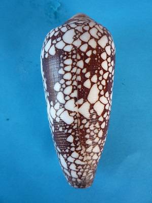 shellauction.net :: Conus magnificus - 3459078