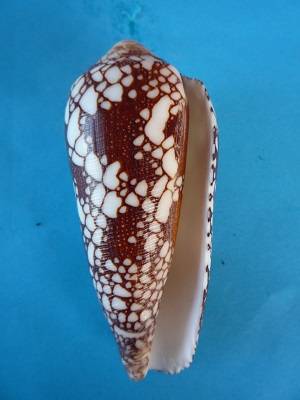 shellauction.net :: Conus magnificus - 3459078
