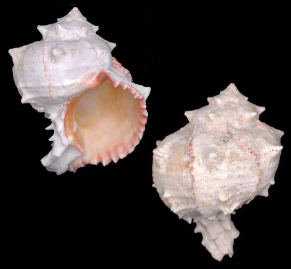 shellauction.net :: Hexaplex brassica - 3459268