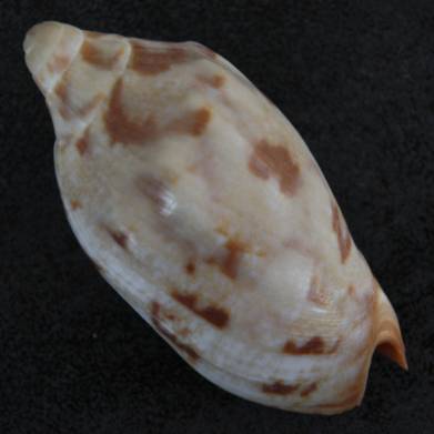 shellauction.net :: Cymbiola rutila rueckeri - 3459775