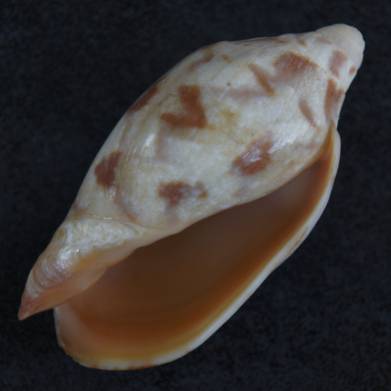 shellauction.net :: Cymbiola rutila rueckeri - 3459775