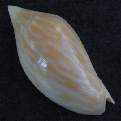 shellauction.net :: Amoria lineola - 3459923