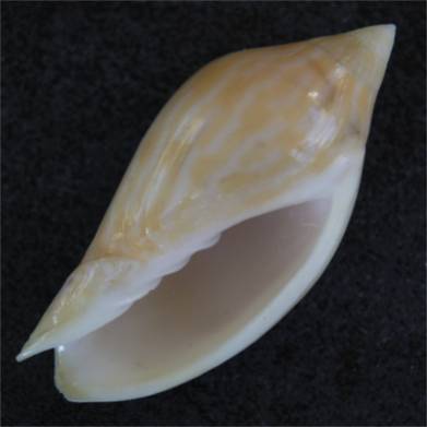 shellauction.net :: Amoria lineola - 3459923