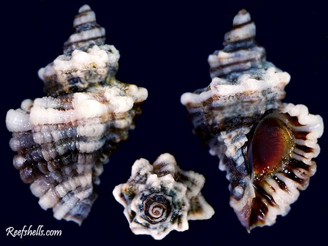 shellauction.net :: Ocenebra erinacea cingulifera - 3461684