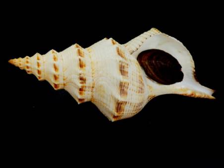 shellauction.net :: Penion maximus - 3465305