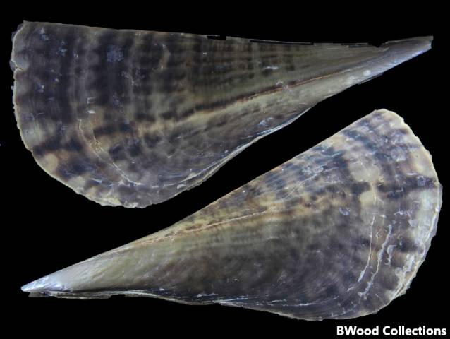 shellauction.net :: Pinna bicolor - 3465760