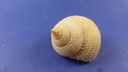 shellauction.net :: Calliostoma (Maurea) punctulatum - 3466238