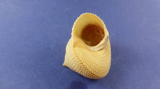 shellauction.net :: Calliostoma (Maurea) punctulatum - 3466238
