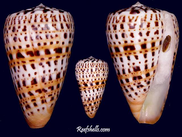shellauction.net :: Conus byssinus - 3466297