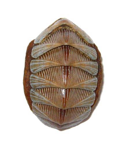 shellauction.net :: Chaetopleura angulata - 3467265