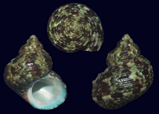 shellauction.net :: Turbo (Marmarostoma) intercostalis - 3467280