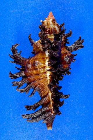 shellauction.net :: Chicoreus felicitatis - 3468117