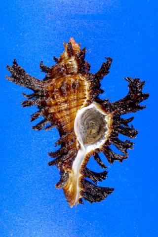 shellauction.net :: Chicoreus felicitatis - 3468117