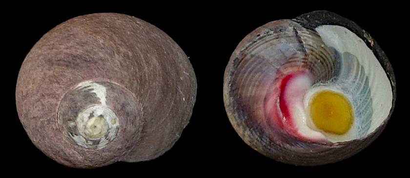 shellauction.net :: Oxystele sinensis - 3468530