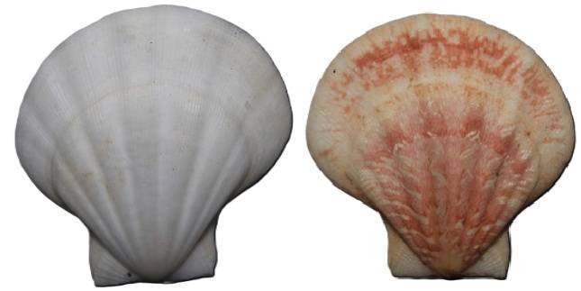 shellauction.net :: Bractechlamys vexillum - 3471045