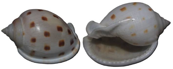 shellauction.net :: Phalium bisulcata - 3471199