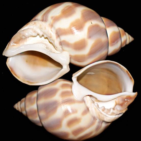 shellauction.net :: Babylonia perforata - 3471269