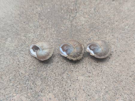 shellauction.net :: Pseudiberus sp. - 3471753