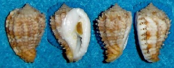 shellauction.net :: Morum praeclarum - 3472547