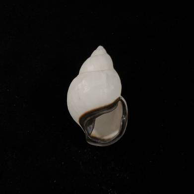 shellauction.net :: Auris nigrilabris - 3474166