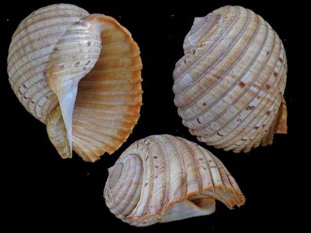 shellauction.net :: Tonna chinensis - 3474337