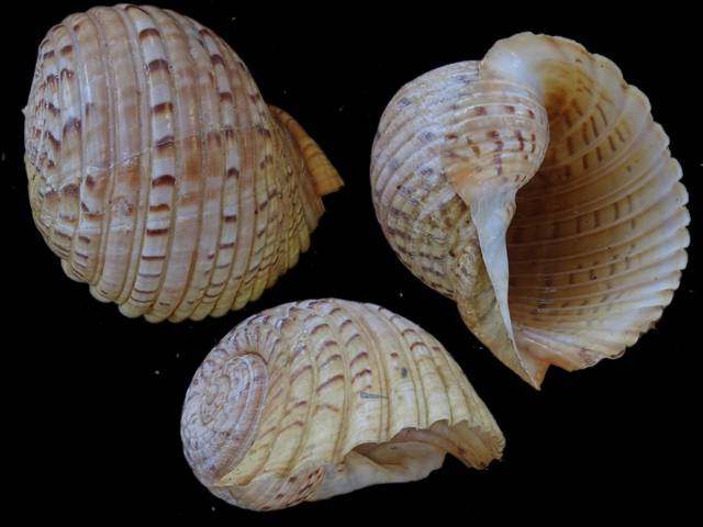 shellauction.net :: Tonna chinensis - 3474341