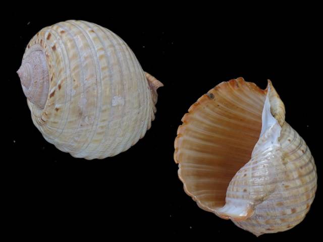 shellauction.net :: Tonna chinensis - 3474369