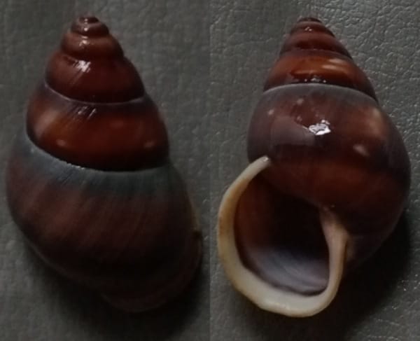 shellauction.net :: Amphidromus webbi simalurensis - 3474588