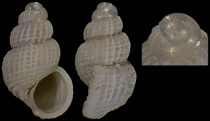 shellauction.net :: Alvania subsoluta - 3474966