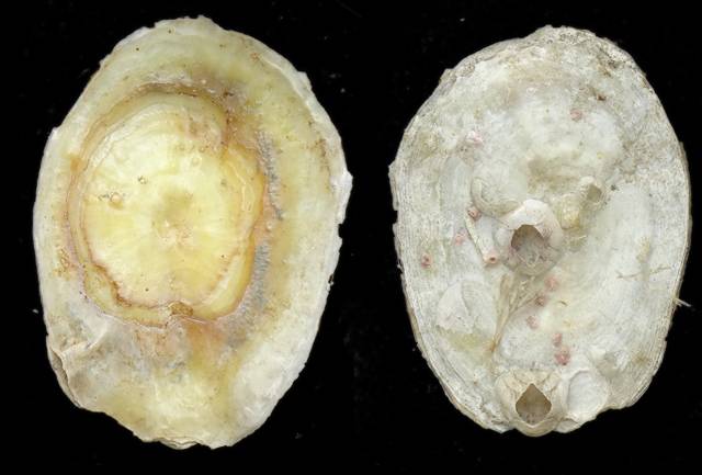 shellauction.net :: Cocculina pacifica - 3475595