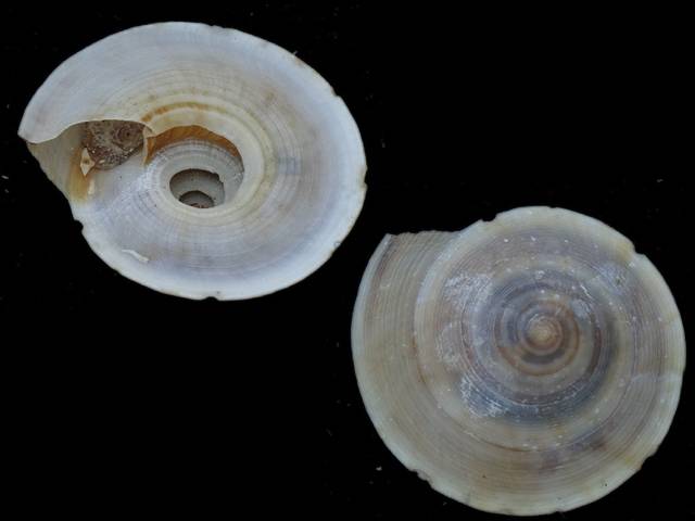 shellauction.net :: Discotectonica acutissima - 3475625