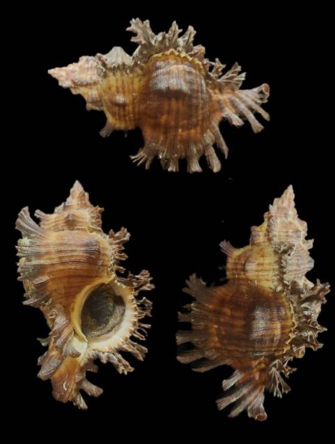 shellauction.net :: Chicoreus torrefactus rubiginos - 3478758