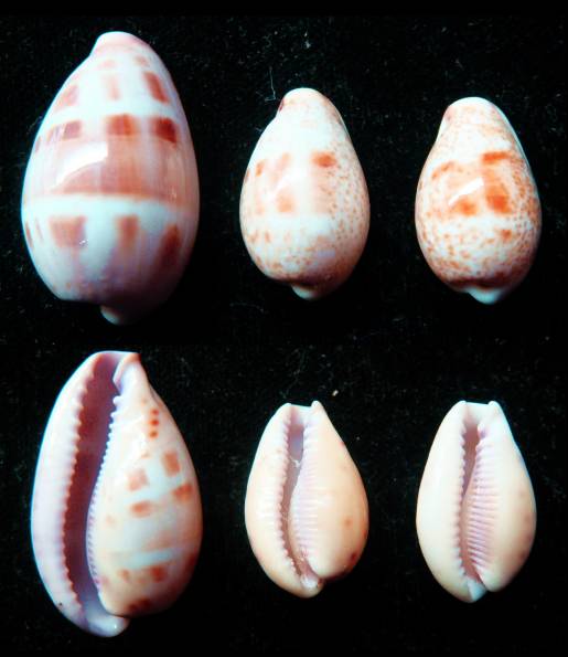 shellauction.net :: Contradusta walkeri walkeri - 3479083