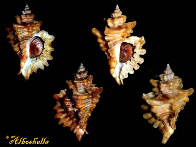 shellauction.net :: Ocenebra erinacea hanleyi - 3479717