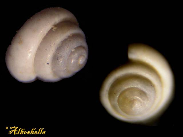 shellauction.net :: Limacina sp. - 3479748