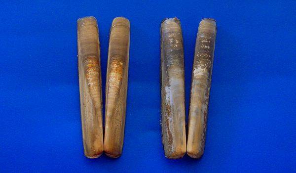 shellauction.net :: Solen marginatus - 3479824