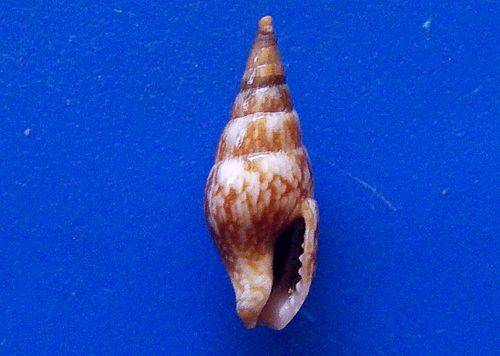 shellauction.net :: Mitrella scripta - 3479849