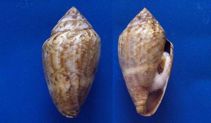 shellauction.net :: Conus ventricosus - 3479851