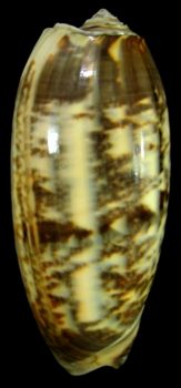 shellauction.net :: Oliva miniacea f. johnsoni - 3479872