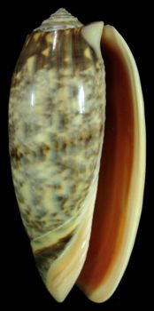 shellauction.net :: Oliva miniacea f. johnsoni - 3479872