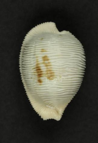 shellauction.net :: Cypraea capensis cineracea - 3479885