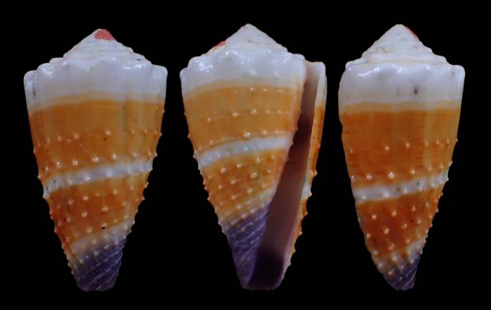 shellauction.net :: Conus floridulus - 3480043